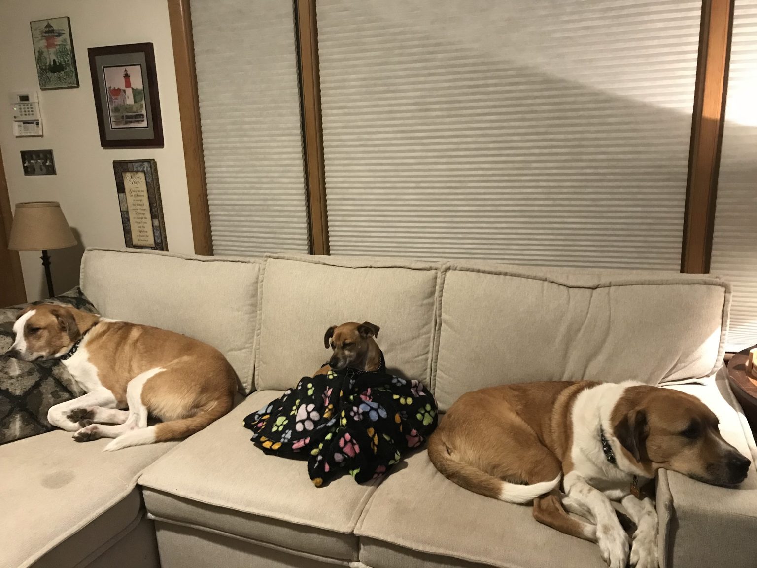 A dog named mini-Cooper – A blog about raising a young, three-legged hound